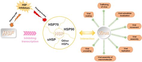 Mode Of Action Of Heat Shock Protein Hsp Inhibitors Against Viruses Through Host Hsp And Virus
