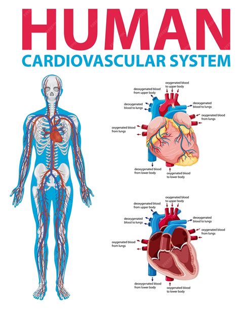 Circulatory System Organs And Functions