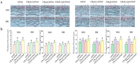 Crisprcas9 Allows For The Quick Improvement Of Tomato Firmness Breeding