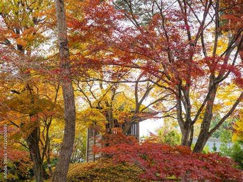 世界遺産 平泉 中尊寺の紅葉 Photos Adobe Stock