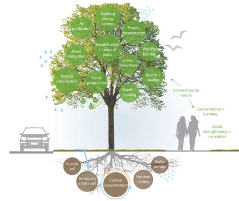 Tree Protection Bylaw The Village Of Cumberland