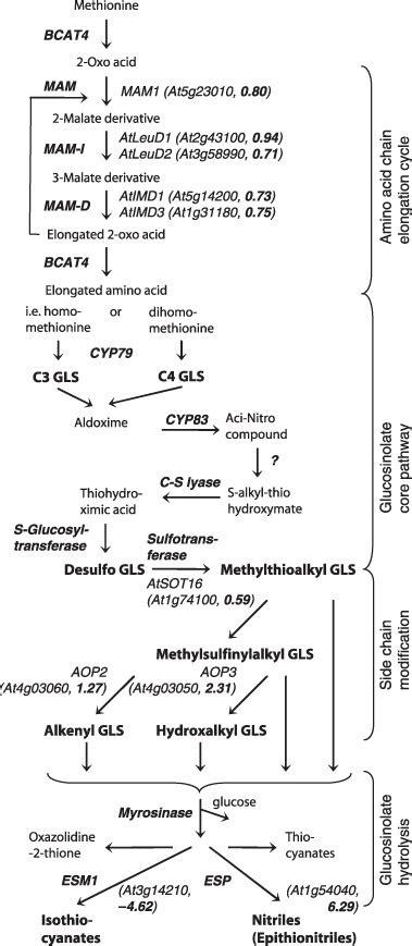 Aliphatic Glucosinolate Biosynthesis And Hydrolysis Pathway After Download Scientific Diagram
