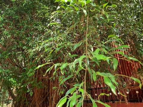 Ficus Species Mangalore Karnataka Eflora Of India