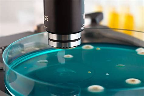 Mold Removal Rochester Ny Rock Environmental