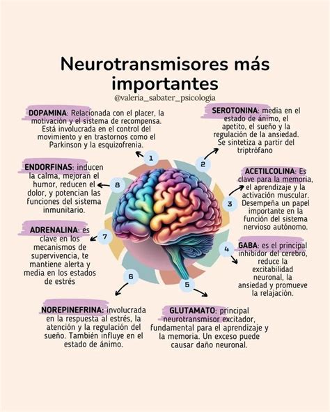 Neurotransmisores Artofit