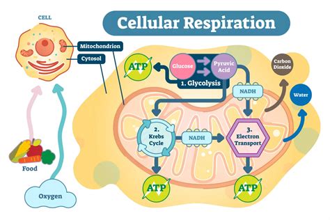 Cellular Respiration Definition And Examples Biology Online Dictionary