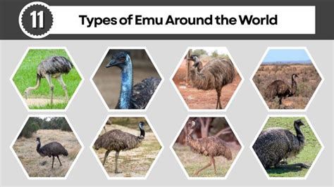 10 Types Of Nighthawk Birds Identification With Pictures And Name