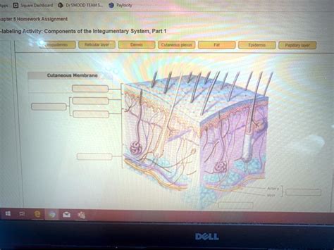 Dos Square Dashboard Sdrsmoodteams Paylocity Apter 5homework Assignment