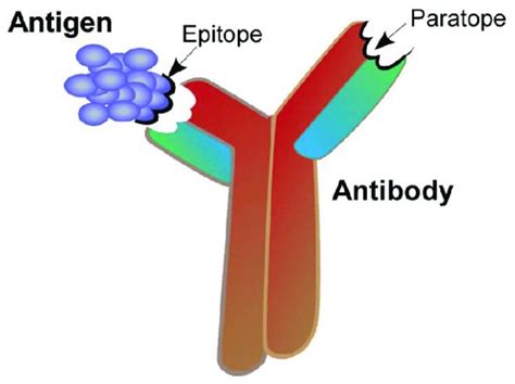 Epitope Vs Paratope Express Shipping Gt