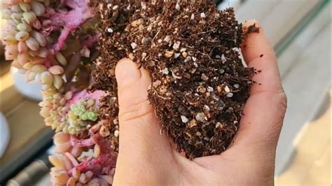 4월30일먼로철화화이트팜 철화 구경오세요~~ Youtube