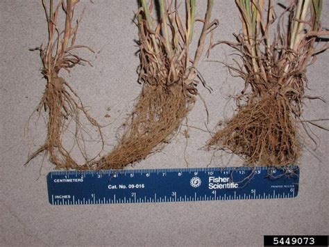 Cheatgrass Nebraska Invasive Species Council Nebraska