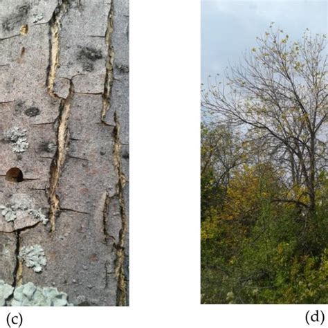Symptoms Of Eab Infestation On Ash Trees Fraxinus Pennsylvanica In Download Scientific