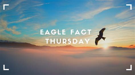 Eagle Fact Thursday Soaring Eagle Data Solutions