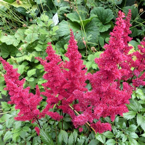 Astilbe Collection Purple White And Red Astilbe Colorful Astilbe Collection Easy To Grow