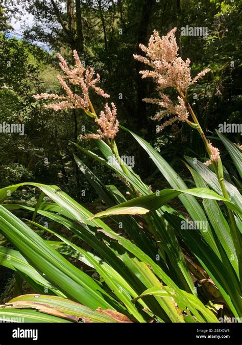 Stream Lily Helmholtzia Glaberrima Plantae Lamington National Park Binna Burra Qld Au