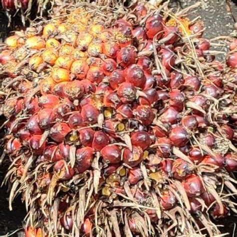 Palm Fruit Ripeness Classification Object Detection Dataset V1 2023 08 10 7 58pm By Tugas Akhir