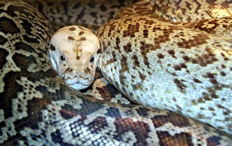 curled relaxing python stock image image of serpent 13326637