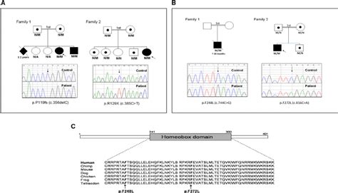 Nkx2 2 And Mnx1 Mutations In Four Families With Neonatal Diabetes A Download Scientific