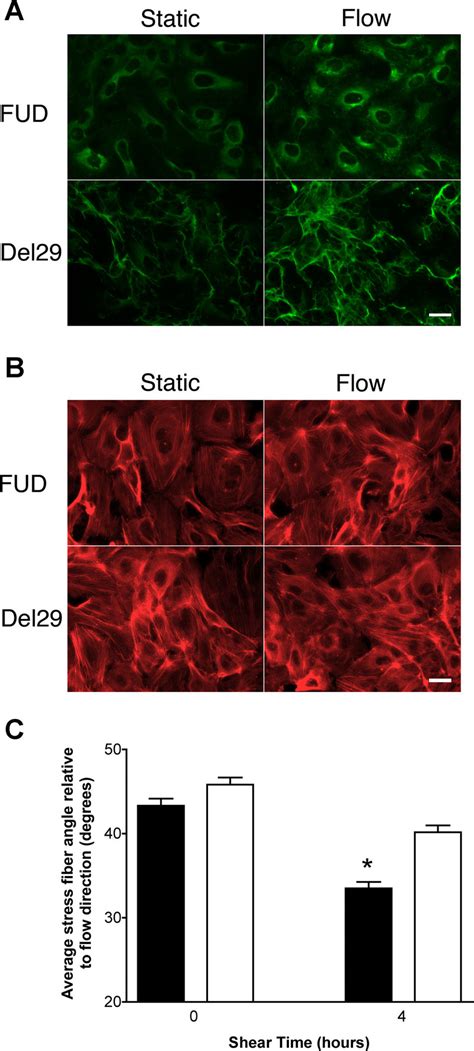 Extracellular Matrix Ecm Fibronectin Is Implicated In Shear