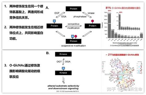 国自然研究新宠：o Glcnac糖基化修饰 应用思路盘点 知乎