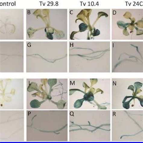 Effect Of Trichoderma Virens On Expression Of The Pathogen Related