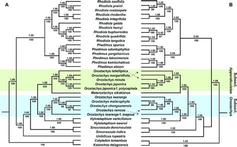 The Ml Trees Based On Whole Chloroplast Genome Sequences A And 79 Download Scientific Diagram