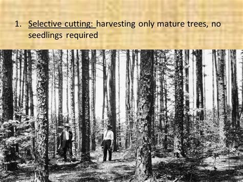 Resource 2 Forests Natural Resource Mini Unit Resource 2 Forests
