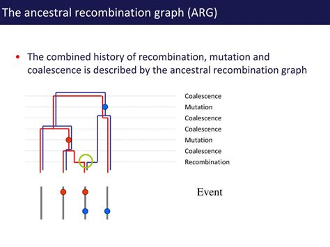 Ppt Human Genetic Variation Recombination Rare Variants And Selection Powerpoint