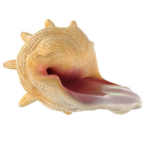 conch shell 3d model 39 max 3ds obj ma c4d free3d