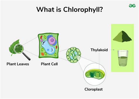 Chlorophyll Science