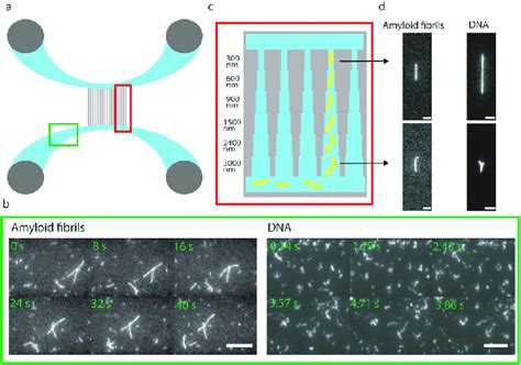 A Schematic Illustration Of The Nanofluidic Device Depicting Four Download Scientific