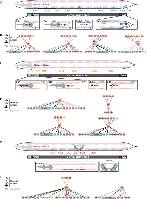 a molecular atlas of adult c elegans motor neurons reveals ancient