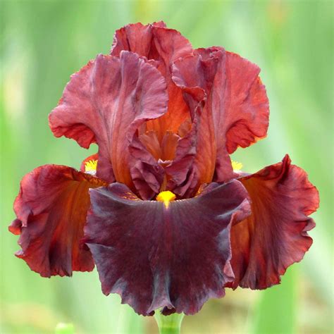 Bearded Iris Bulbs Valentino Fall Flower Bulbs Eden Brothers