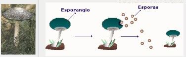 Reproduccion Asexual Biologia Umb 2013