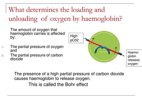 PPT The Bohr Effect PowerPoint Presentation Free Download ID 636580