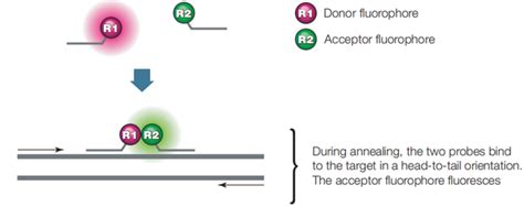 一文读懂，不同类型qpcr的发光原理 知乎