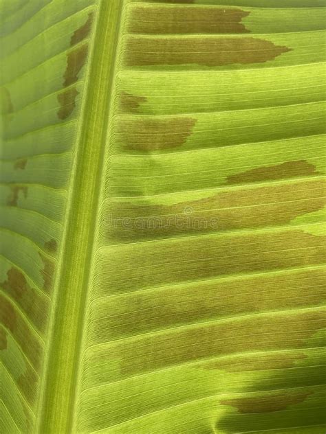 Banana Leaf Texture 05 Stock Image Image Of Pattern 281597403