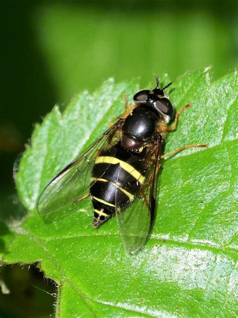 Dasysyrphus Tricinctus A Hoverfly Bath City Farm St7264 Bath