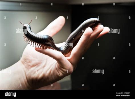 A Close Up Image Of A Giant African Millipede Archispirostreptus Gigas