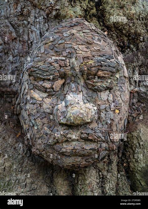 The Grandfather Tree The Tree Looks Like Humans Face The Concept Of Care And Environmental