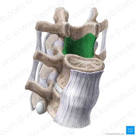 Lumbosacral Joint Anatomy Ligaments And Movements Kenhub