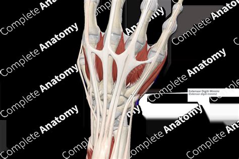 Extensor Digiti Minimi