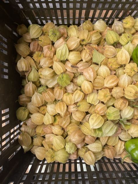 Uchuva Proyecto Distint