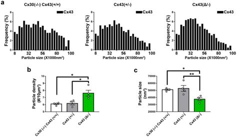 Cx43 Carboxyl Terminal Domain Determines Aqp4 And Cx30 Endfoot