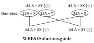 NEET Biology Class 12 Principles Of Inheritance And Variation Notes WBBSE Solutions