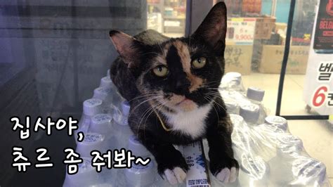 편의점에 새 식구가 된 아기 냥이 Youtube