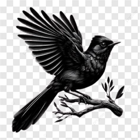 검은색과 흰색 새가 꽃 사이에 나뭇가지에 쉬고 있다 검은색과 흰색 새가 꽃 사이에 나뭇가지에 쉬고 있다 검은 새 새 Png 일러스트 및 이미지 에 대한 무료 다운로드