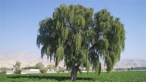 آشنایی با معروف‌ترین درخت‌های بومی کشورمان به‌ بهانه روز درختکاری