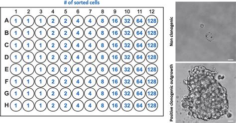 Setup Of Facs Based Limiting Dilution Assay 96 Well Plate Elda Layout