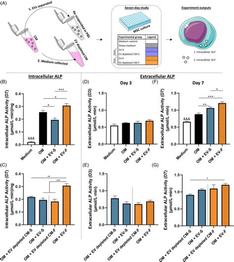 Human Bone Marrow Stemstromal Cell Osteogenesis Is Regulated Via
